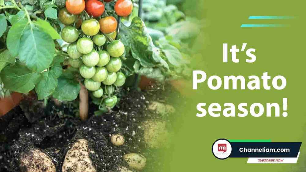Scientists grow potato and tomato in one plant