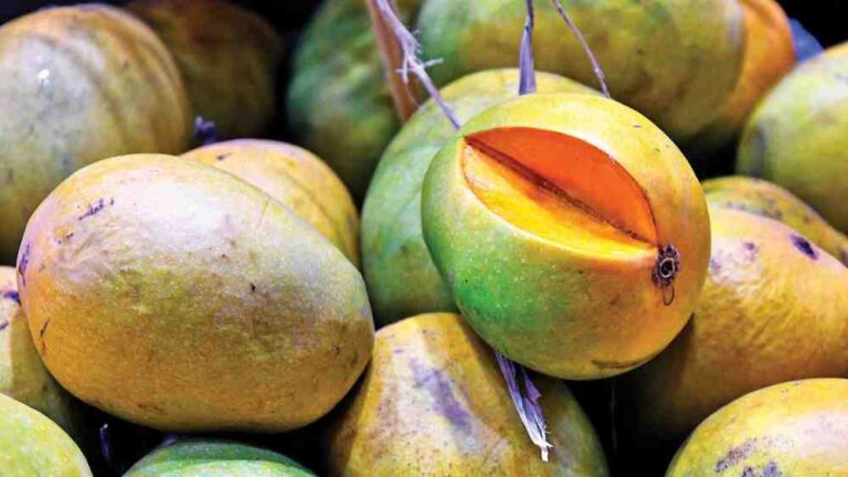 Mukesh Ambani’s 600-Acre Mango Farm: India’s Largest Exporter