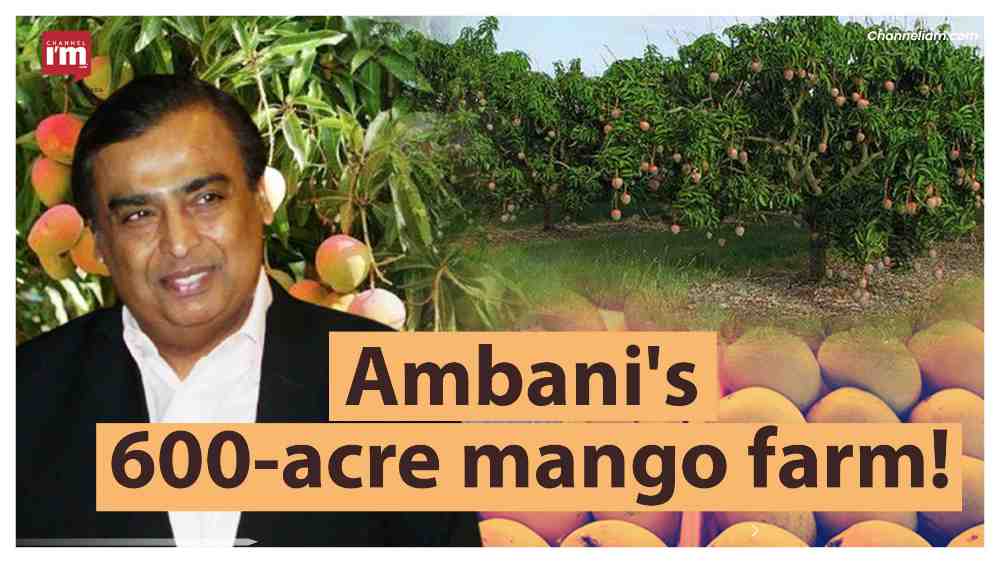 Mukesh Ambani’s 600-Acre Mango Farm: India’s Largest Exporter