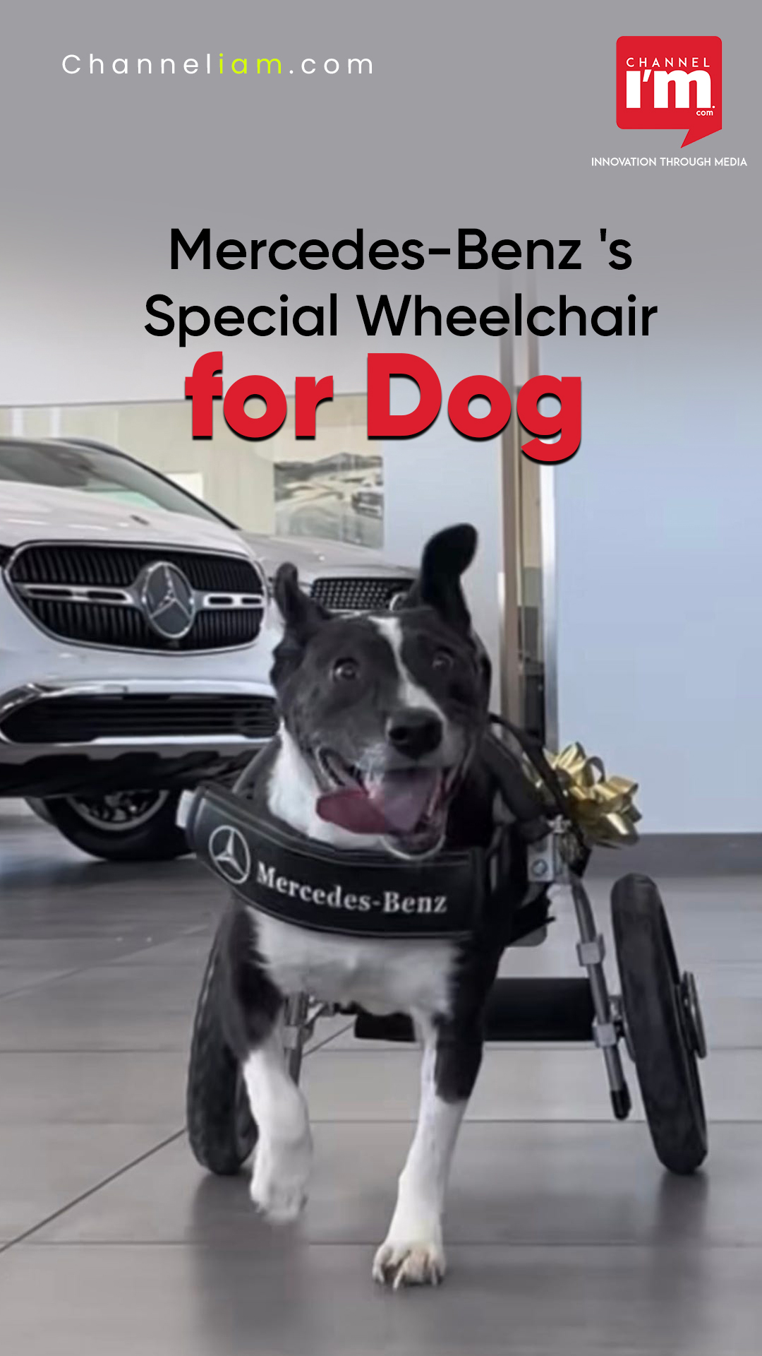 Mercedes-Benz Gifts Custom Wheelchair to Rescued Dog Bunny - Channeliam ...