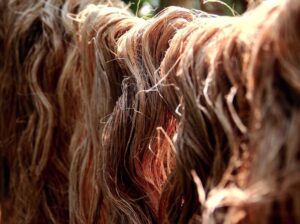 Banofi: India’s Banana Leather Revolution