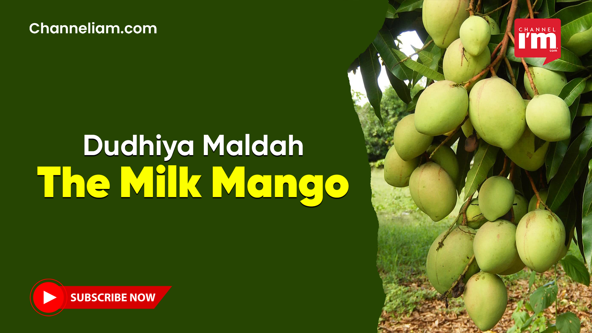 Dudhiya Maldah: Patna’s Rare Milk-Fed Mango