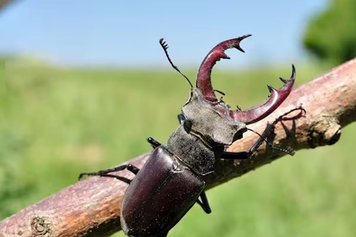 The Stag Beetle: A Symbol of Wealth and Most Expensive Insect ...