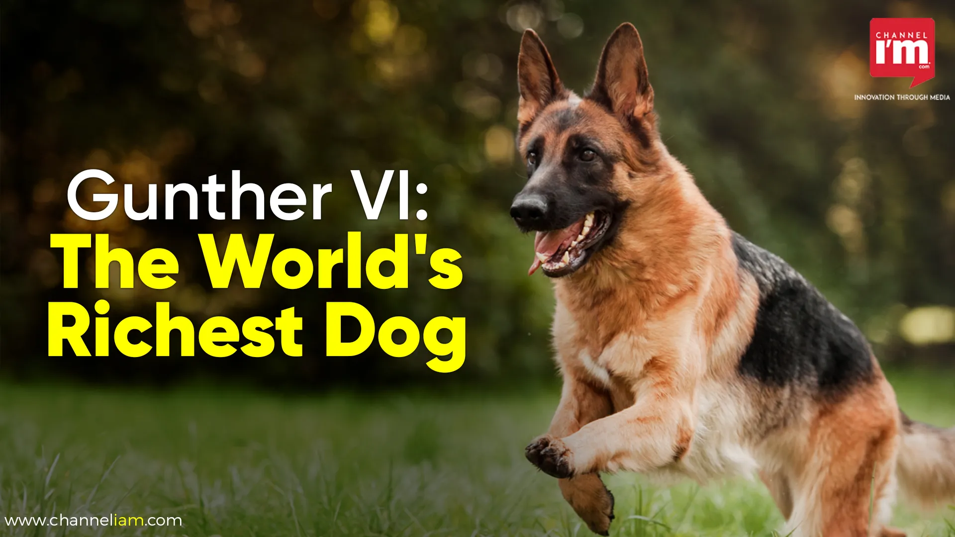 Gunther VI: Meet the World’s Richest Dog