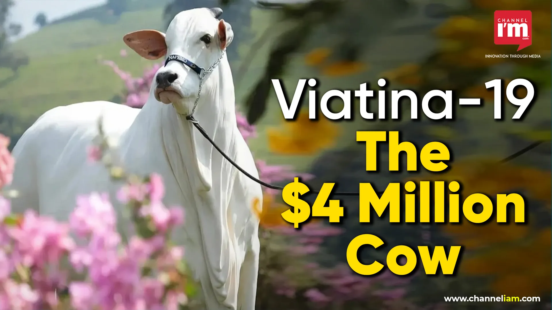 Viatina-19 The $4 Million Cow - Channeliam / Channel I'M English