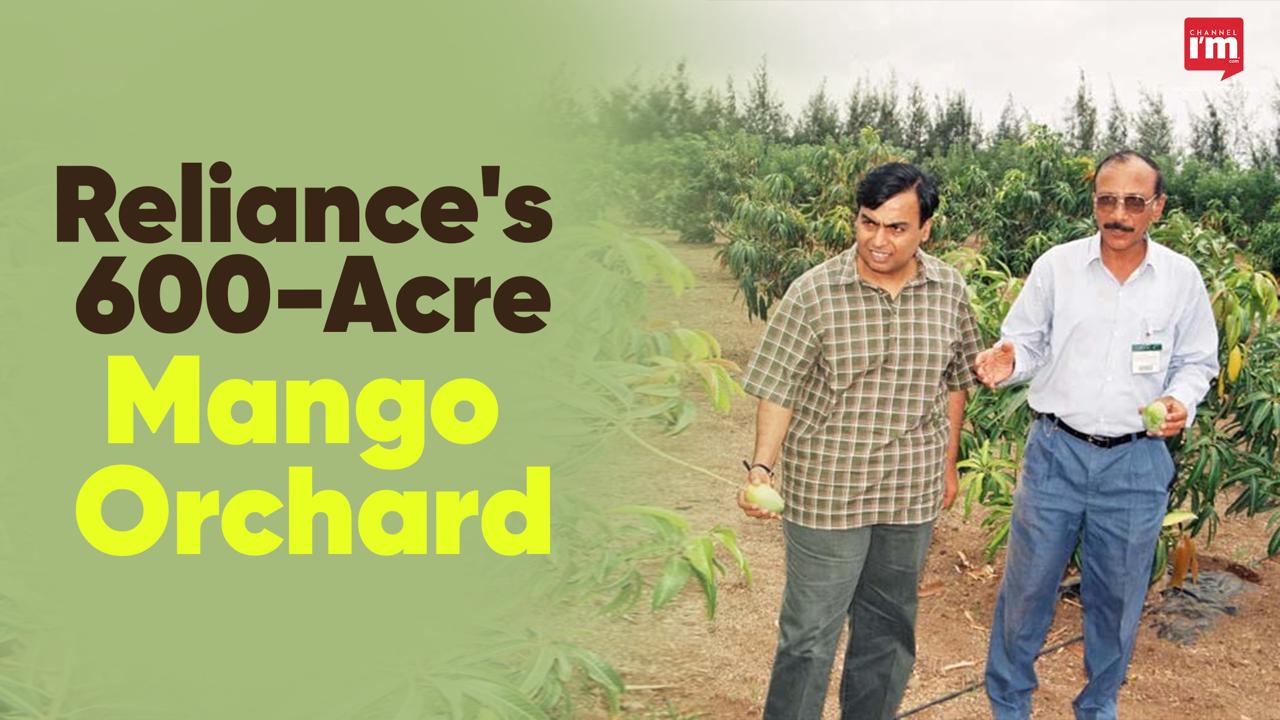Reliance's 600-Acre Mango Orchard - Channeliam / Channel I'M English