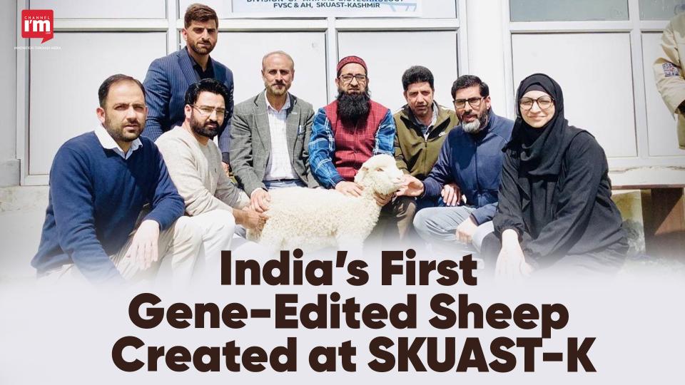 SKUAST Creates Muscle-Boosted Gene-Edited Sheep - Channeliam / Channel ...