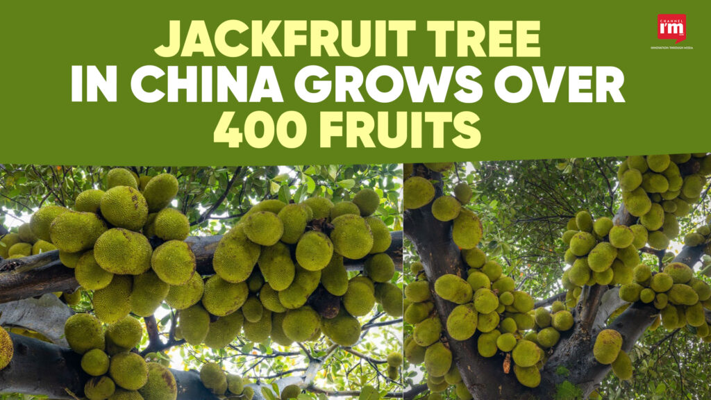 Rare Jackfruit Tree in China Yields Over 400 Fruits