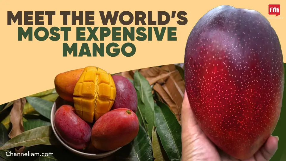 World’s Costliest Fruit is a ₹3 Lakh Mango